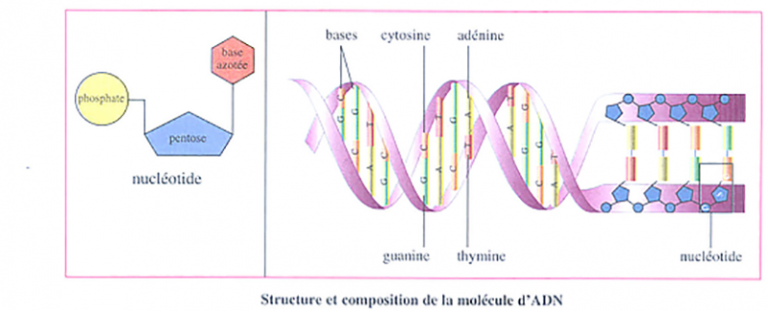 1.1 Structure et composition de la molécule d’ADN – ProfExtra